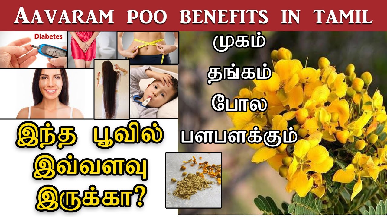 #Aavaram Poo Benefits In Tamil | #AavaramPoo Payangal Tamil # ...