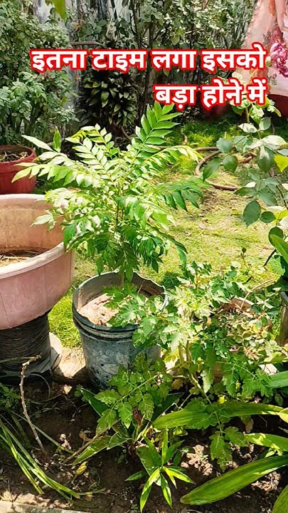 Kari Patta ka ped gro karne ke liye Kya Karen#youtubeshorts #minivlog - YouTube