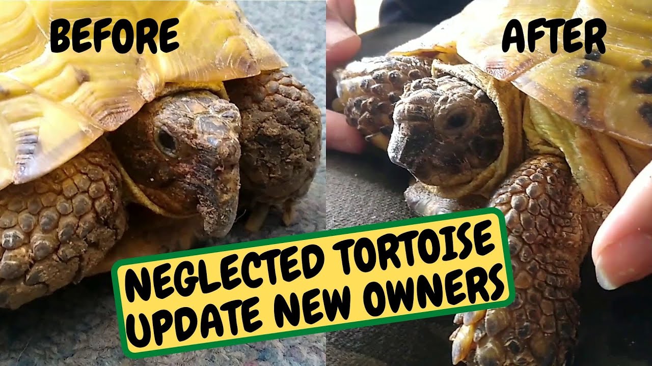 NEGLECTED TORTOISE UPDATE NEW OWNERS (Snake Island Exotics) - YouTube