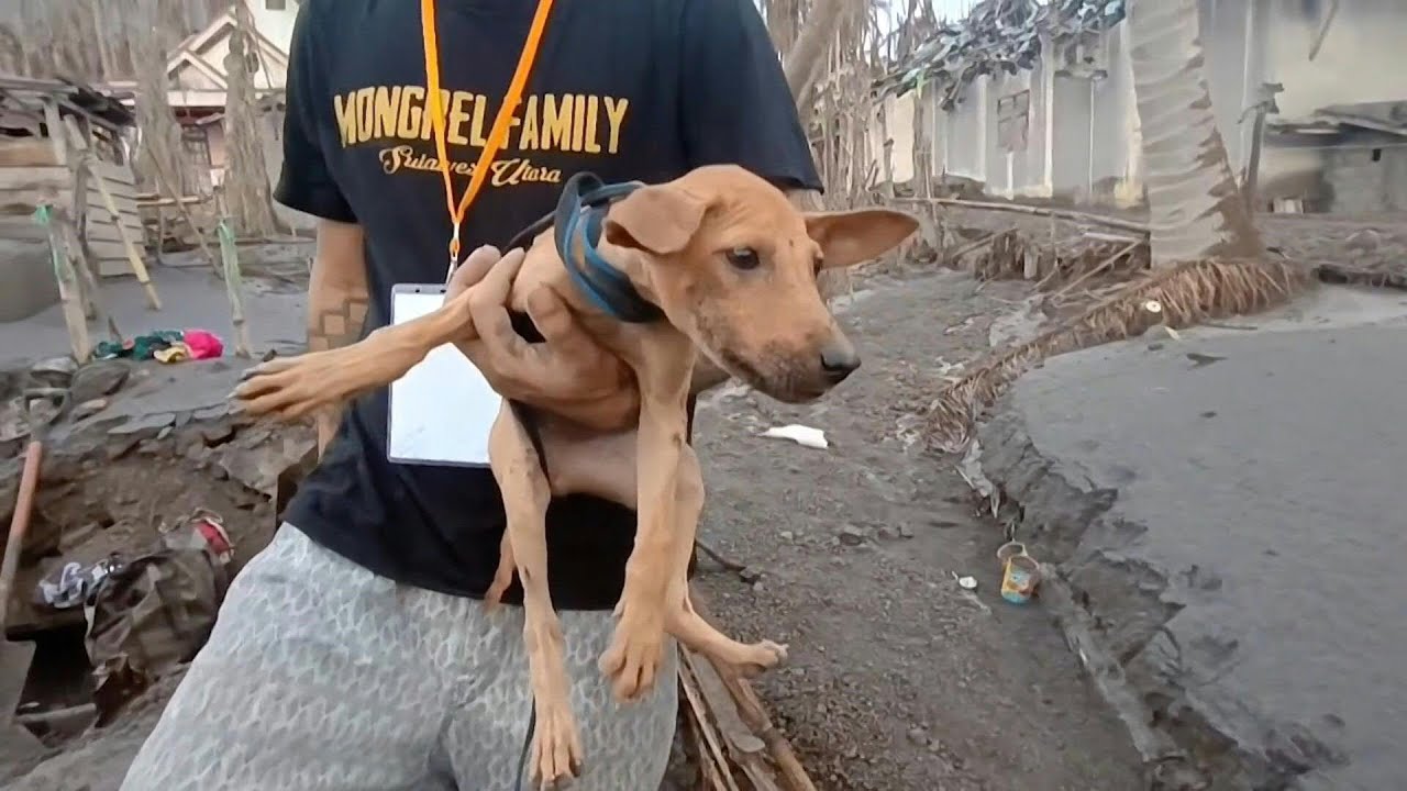 Indonesian volunteers rescue dogs from rubble of volcanic eruption ...