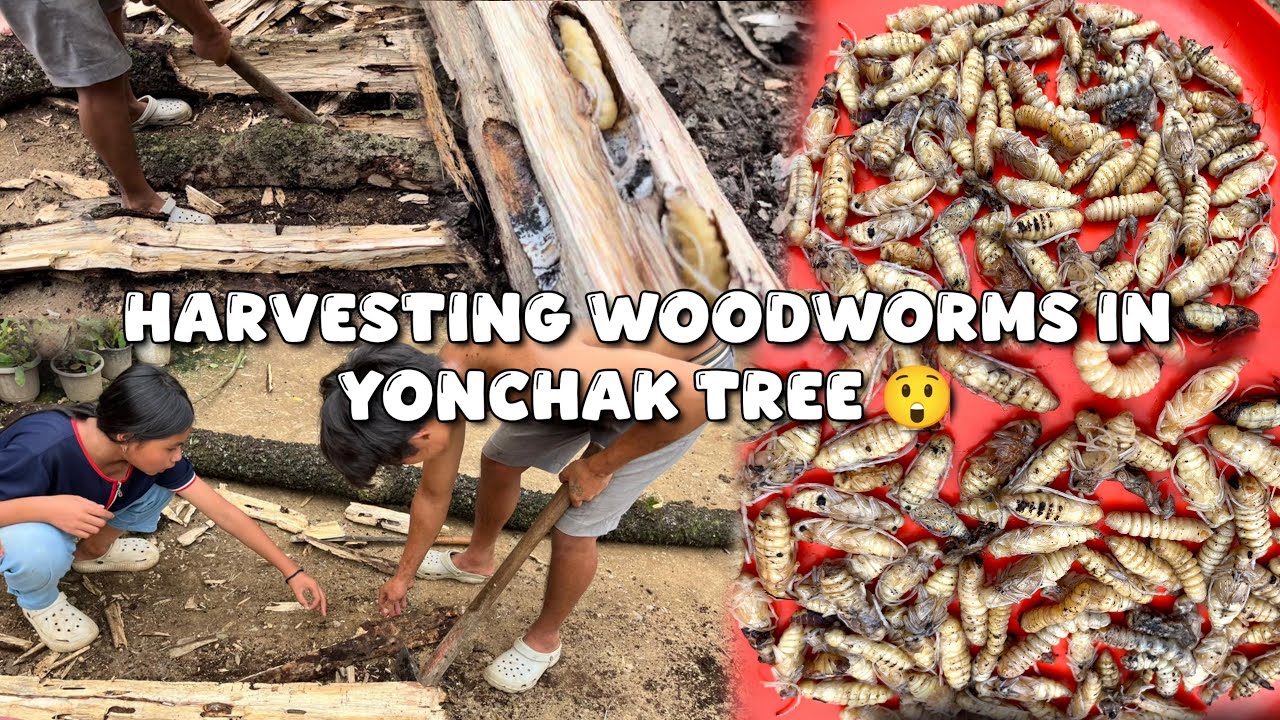 Harvesting woodworms in yonchak tree 🐛 - YouTube