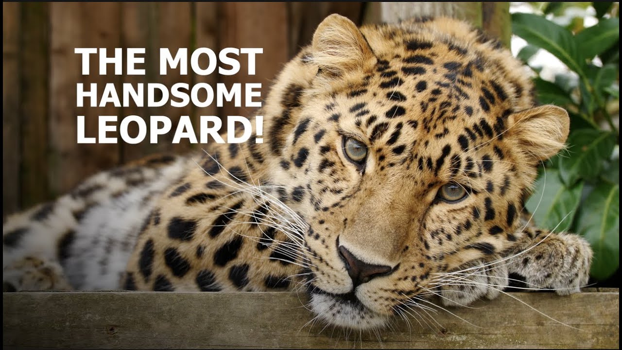 Meet the most handsome leopard in the world. - YouTube