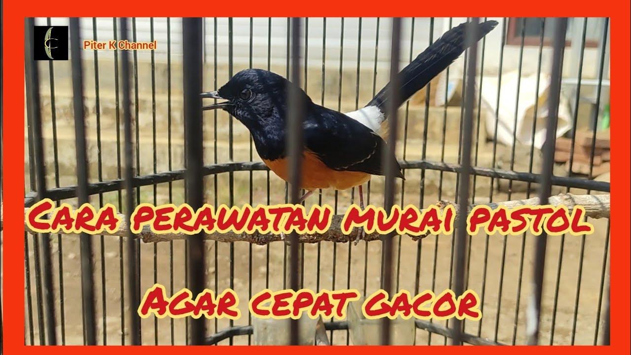 cara merawat murai batu pastol agar cepat gacor - YouTube