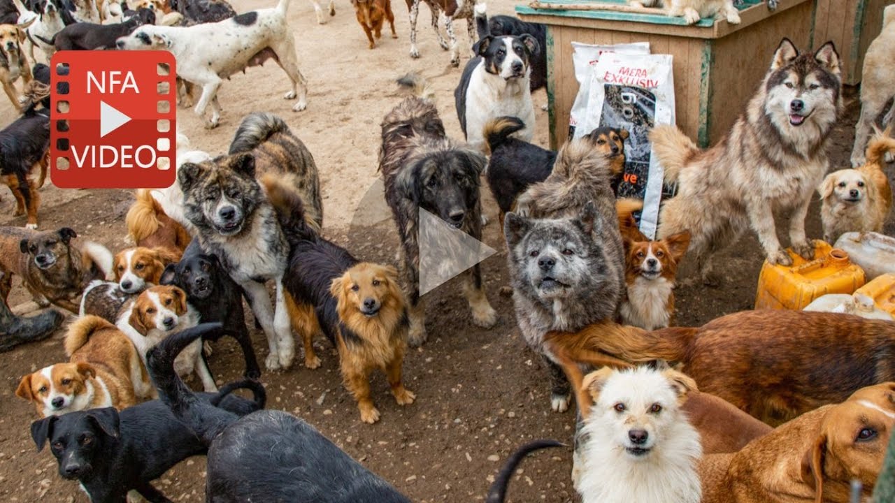 Dogs are being discarded like trash, thrown into rivers to drown or ...