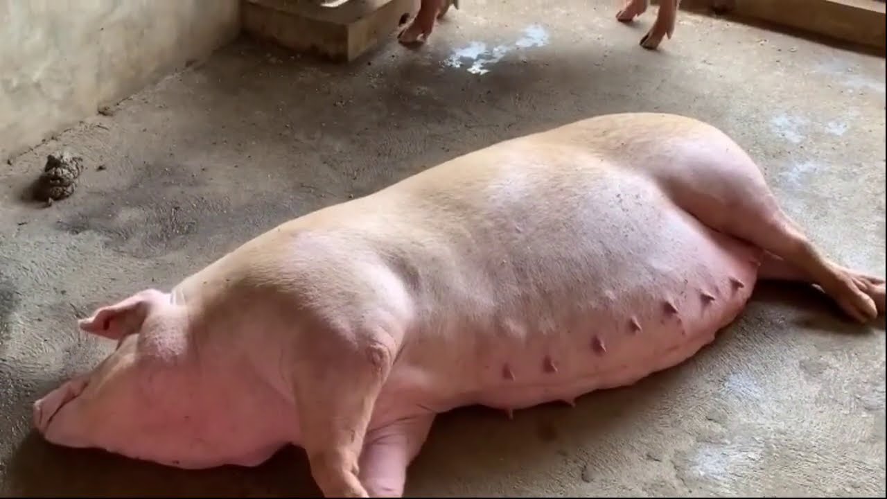 Yorkshire Pregnant || Boar || Sow - YouTube