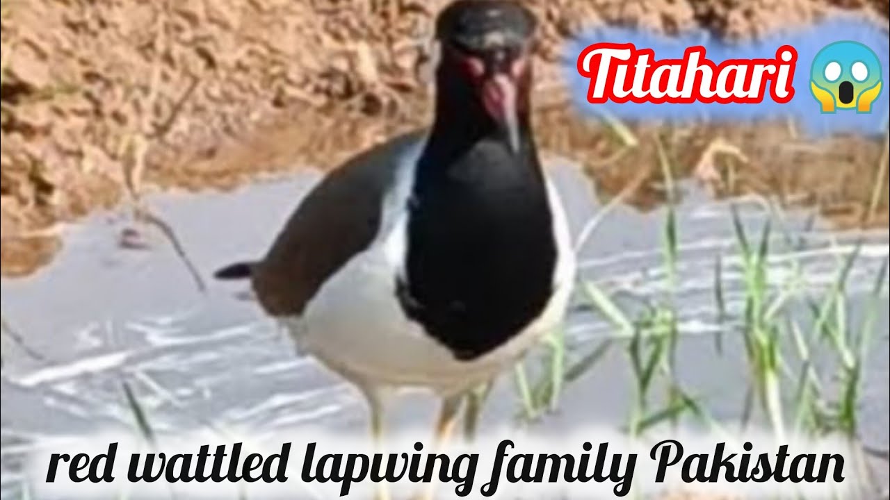 red wattled lapwing family Pakistan-Titahari - YouTube