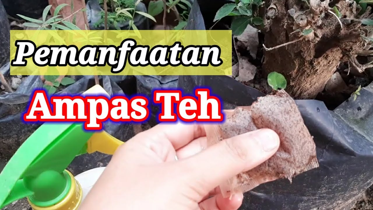 MENYUBURKAN TANAMAN DENGAN AMPAS TEH sangat efektif - YouTube