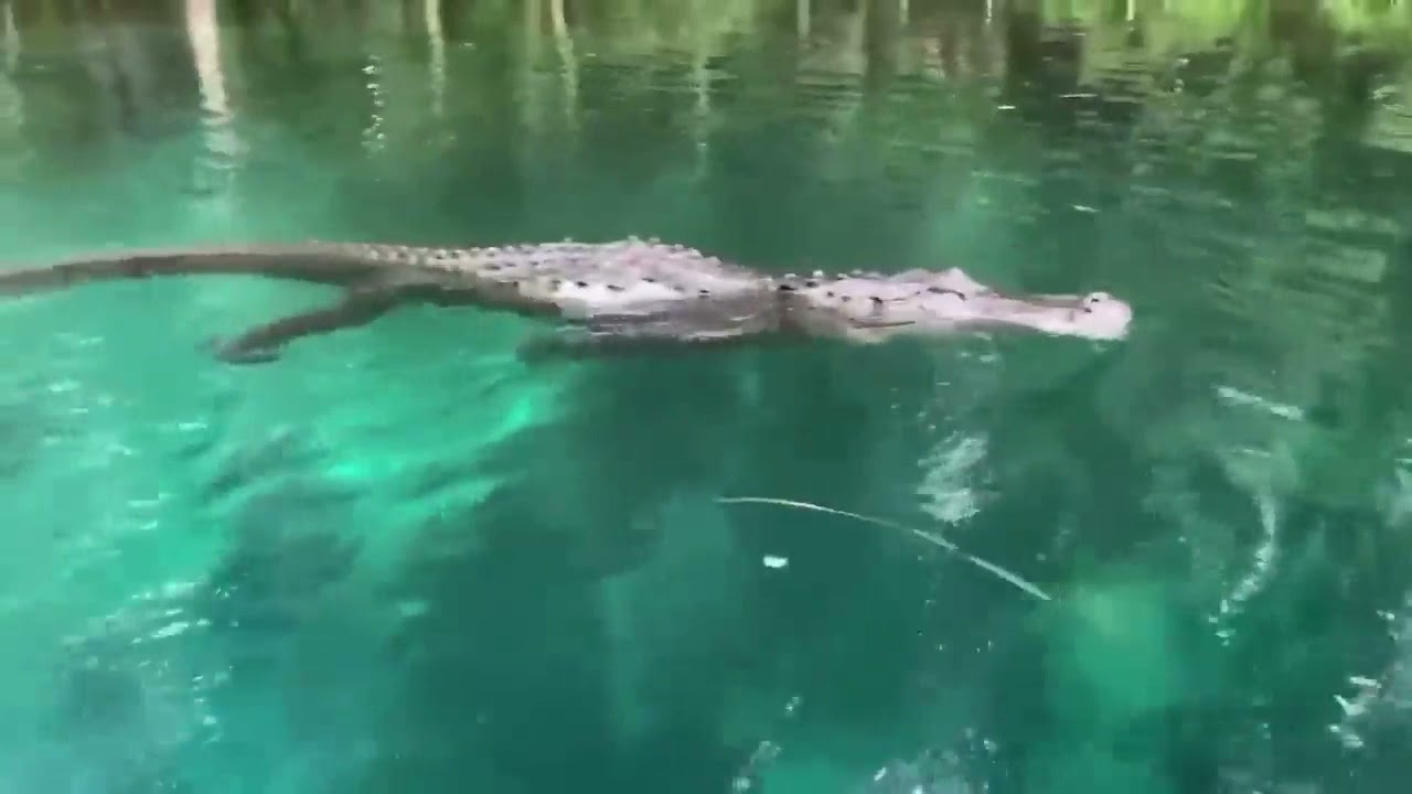 Alligator seen up close from paddleboard - YouTube