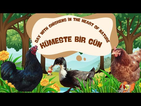  A Day with Chickens in the Heart of Nature KÜMESTE BİR GÜN #chicken #nature #garden #farm #farmlife