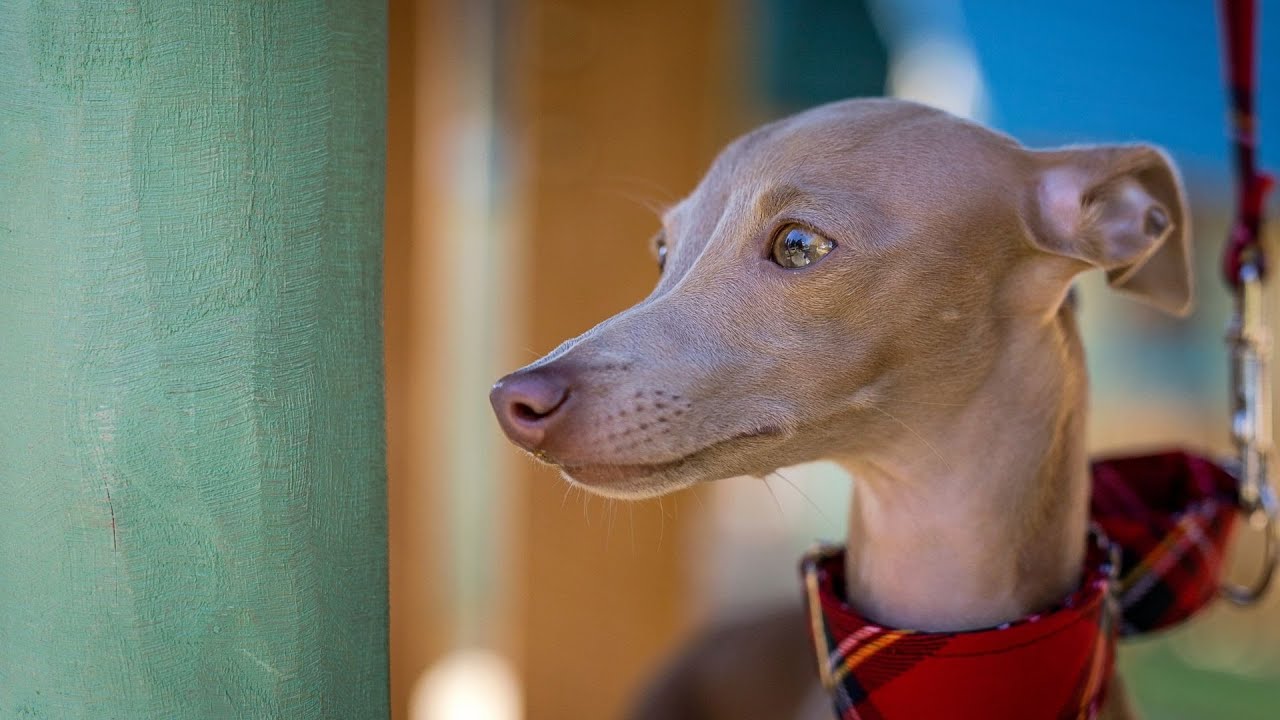 Discover the Unique Features of the Italian Greyhound - YouTube