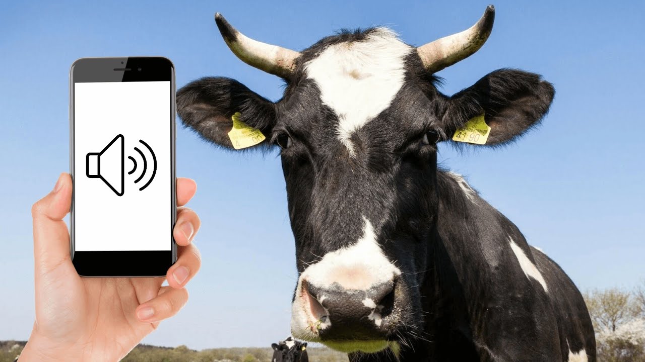 Cow Moo Moo Part 5 | Cow Sounds - YouTube