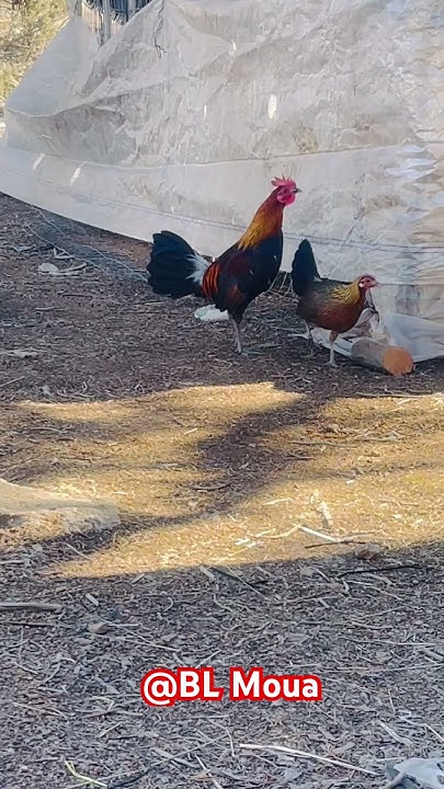 Khub noob qaib qus zoo nraug thiab zoo nkauj heev - YouTube