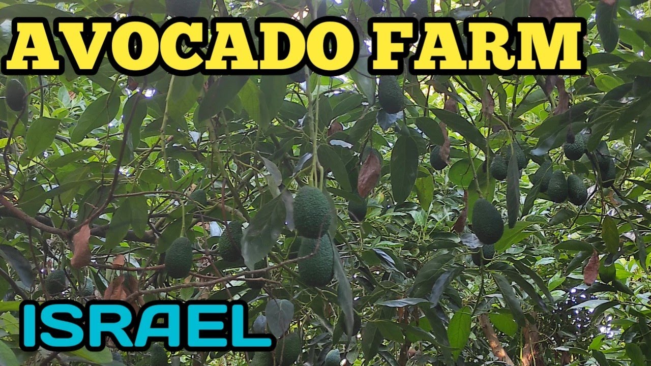 AVOCADO FARM IN ISRAEL #israel #middleeast - YouTube