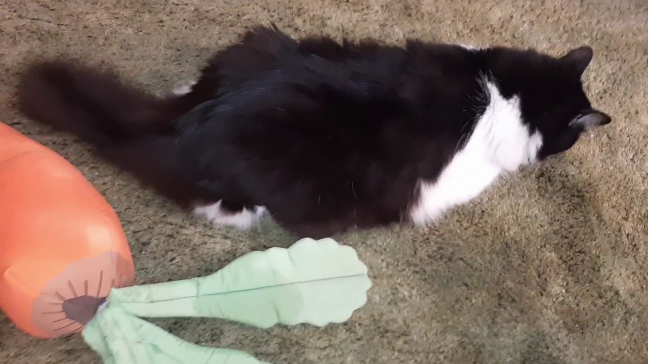 Willie vs a giant Carrot🥕🐈 - YouTube