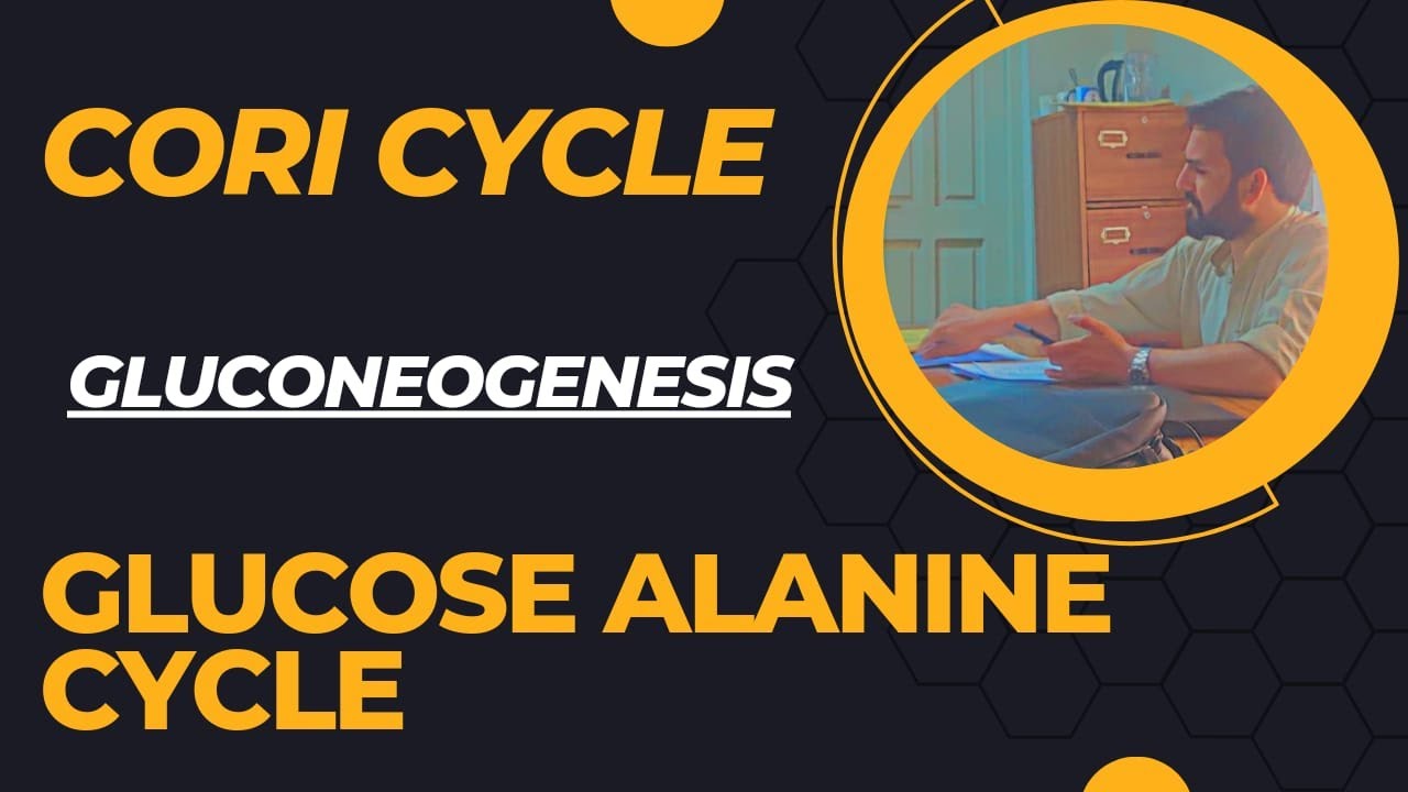 The Cori Cycle and Glucose Alanine Cycle| Gluconeogenesis via Cori ...