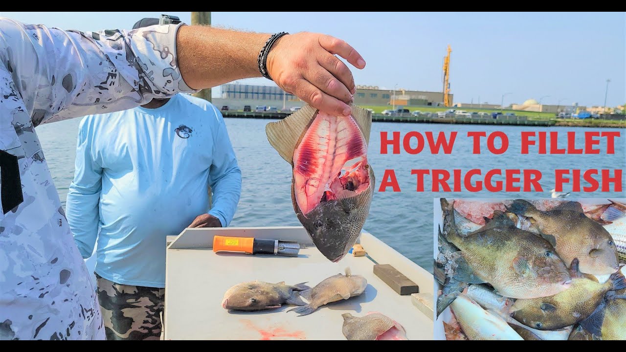 How to Clean & Fillet a Triggerfish - YouTube