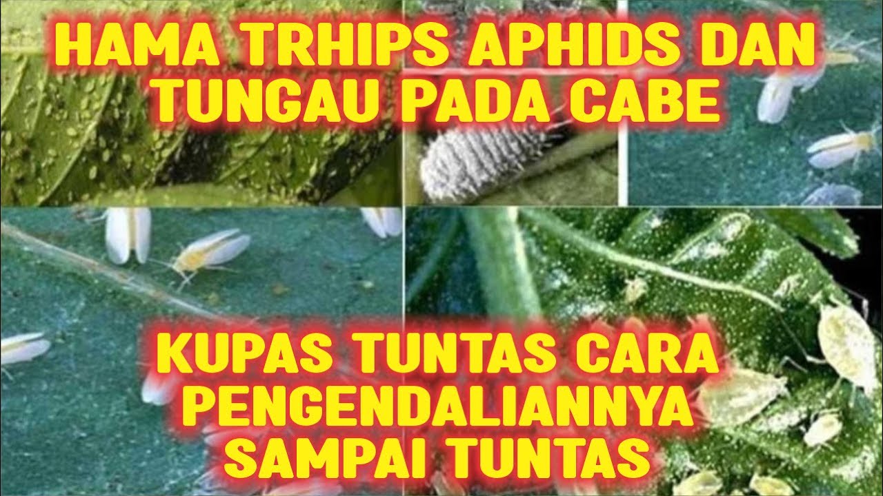 HAMA THRIPS APHIDS DAN TUNGAU PADA CABE‼️KUPAS TUNTAS CARA PENGENDALIAN ...