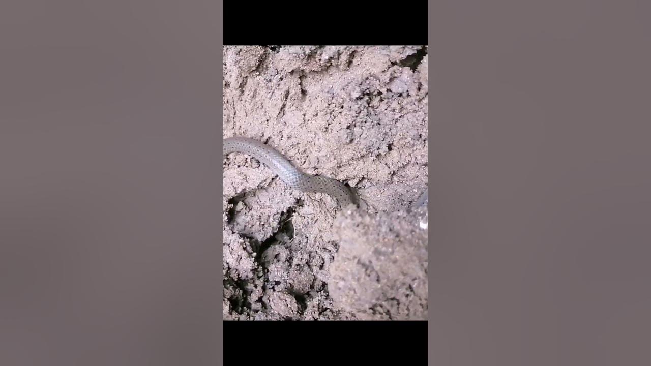 digging snake - YouTube