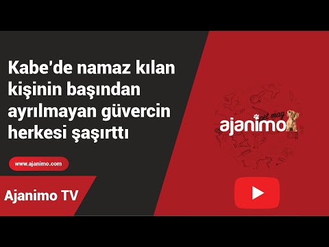 Güvercin Kabe'de Namaz Kılan Kişinin Başından Ayrılmadı