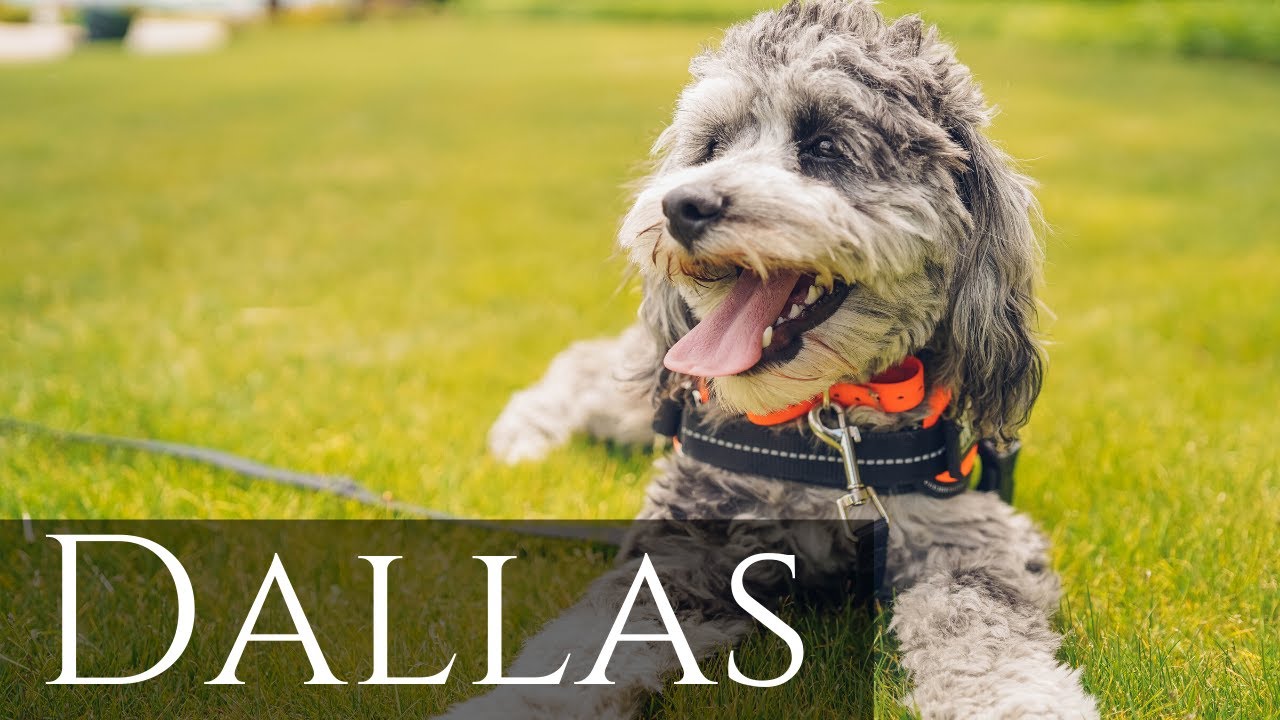 Cockapoo "Dallas" | Puppy Transformation | Amazing Obedience - YouTube