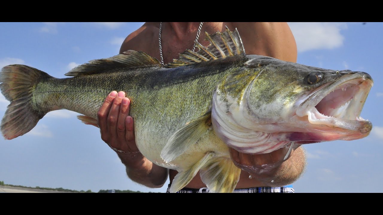 mietkow 2015 sandacz metrowy okonie fishing is amazing od 18 lat - YouTube