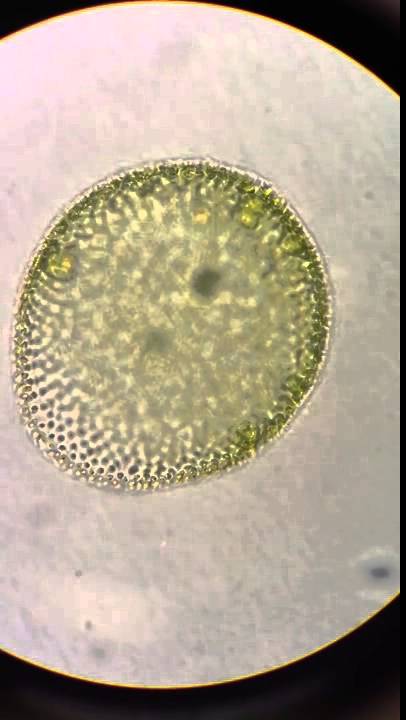 Volvox - live prep - YouTube