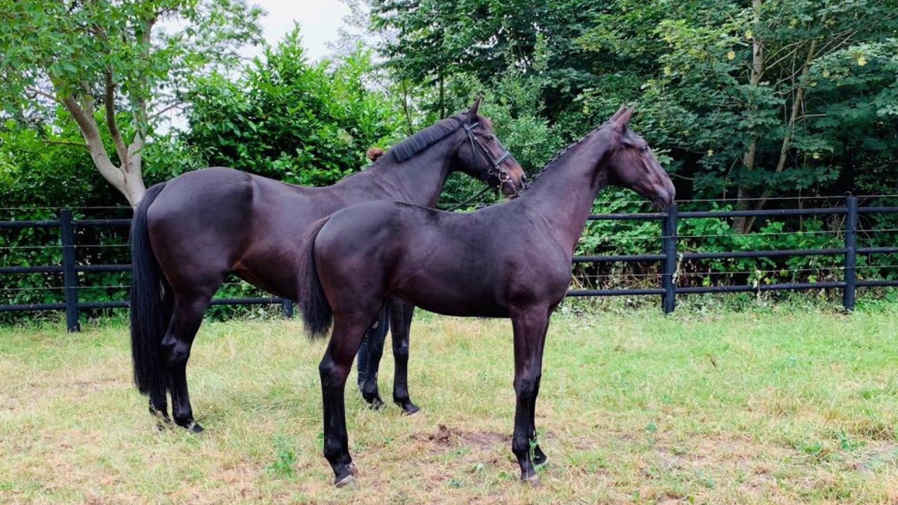 (SOLD to Belgium) Filly Danique RV Z (Darco for fun Z x Concorde ...