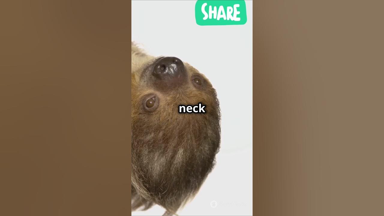 Facts about SLOTHS you never knew#sloth #facts #animals#wildlife # ...