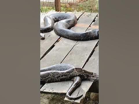 Deadly Python - YouTube