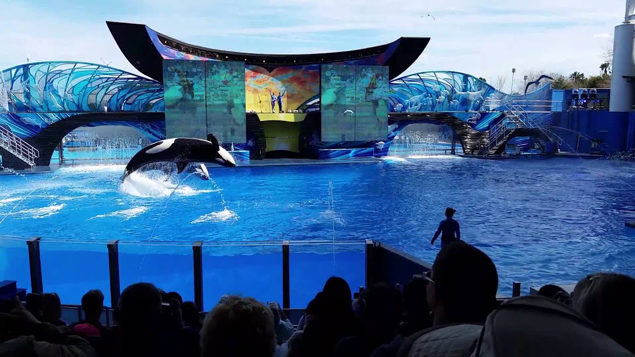 SeaWorld One Ocean Show - YouTube