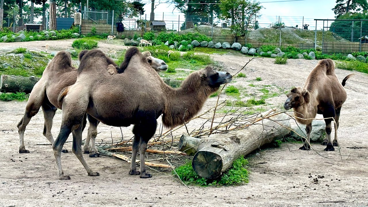 Korkeasaari Zoo, Helsinki, Finland - YouTube