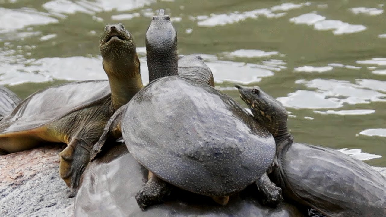 어미 등에 올라탄 자라 새끼들과 어미 Mother Amur Softshell Turtle with Her Offspring ...