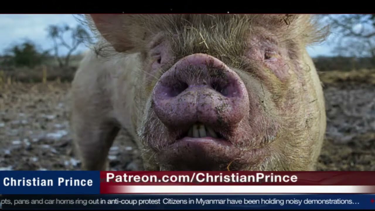 How Allah created the pig? Question to mufti Menk. (Christian Prince ...