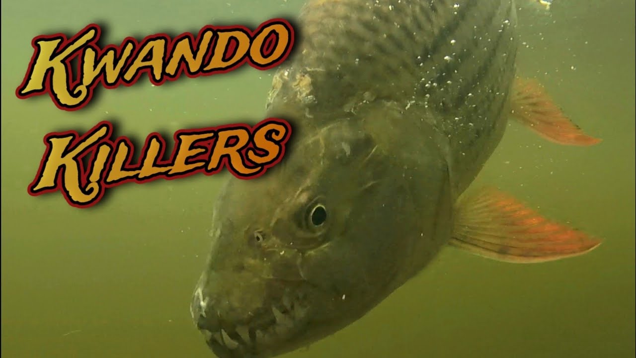 Kwando Tiger Fishing - YouTube