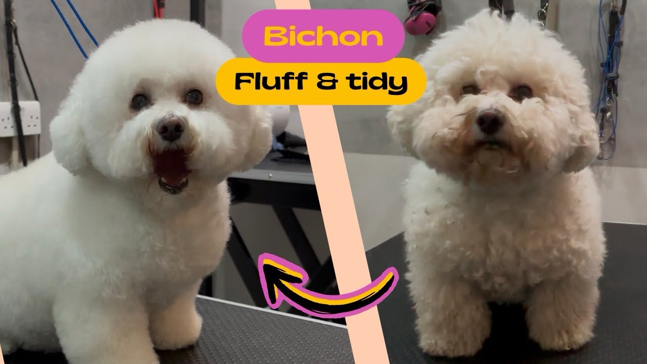 Turn this dog into a CLOUD with me! Removing knots and fluff drying ...