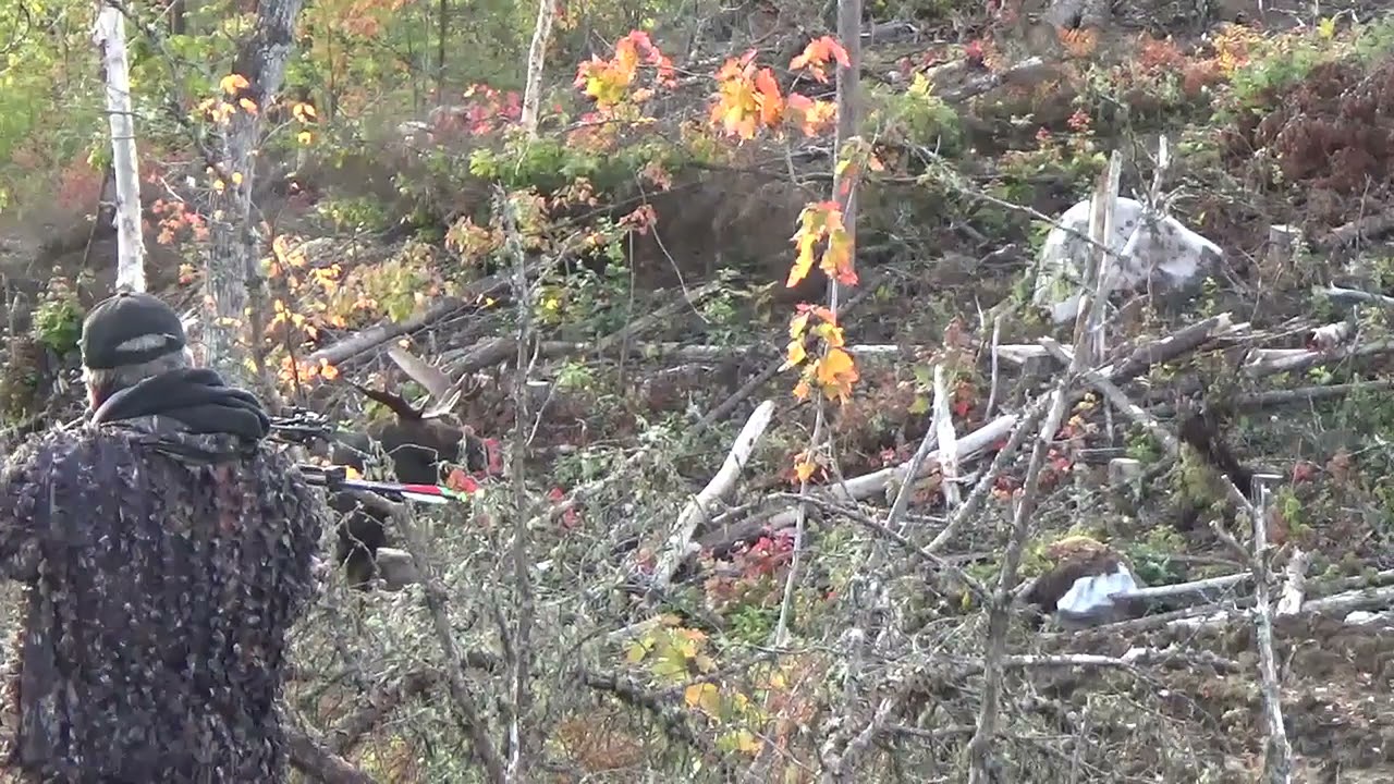 Big Bull Down ‘Live’ - YouTube