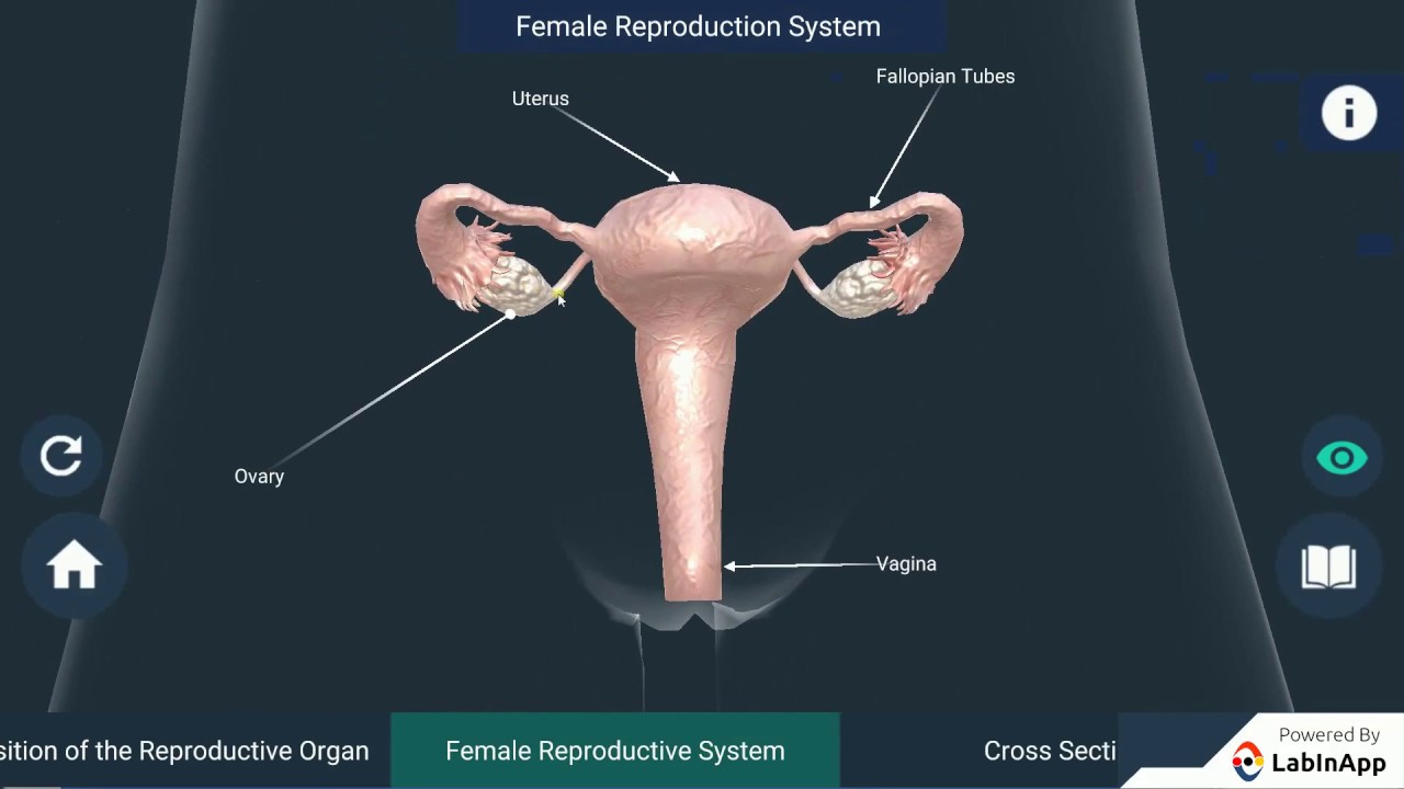 Female Reproductive System Youtube