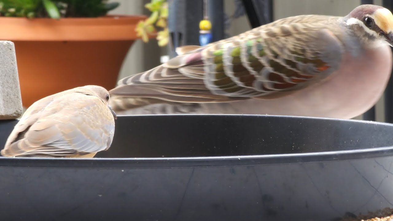 Baby Laughing Dove can only squeak, but still shows the Bronzewing ...