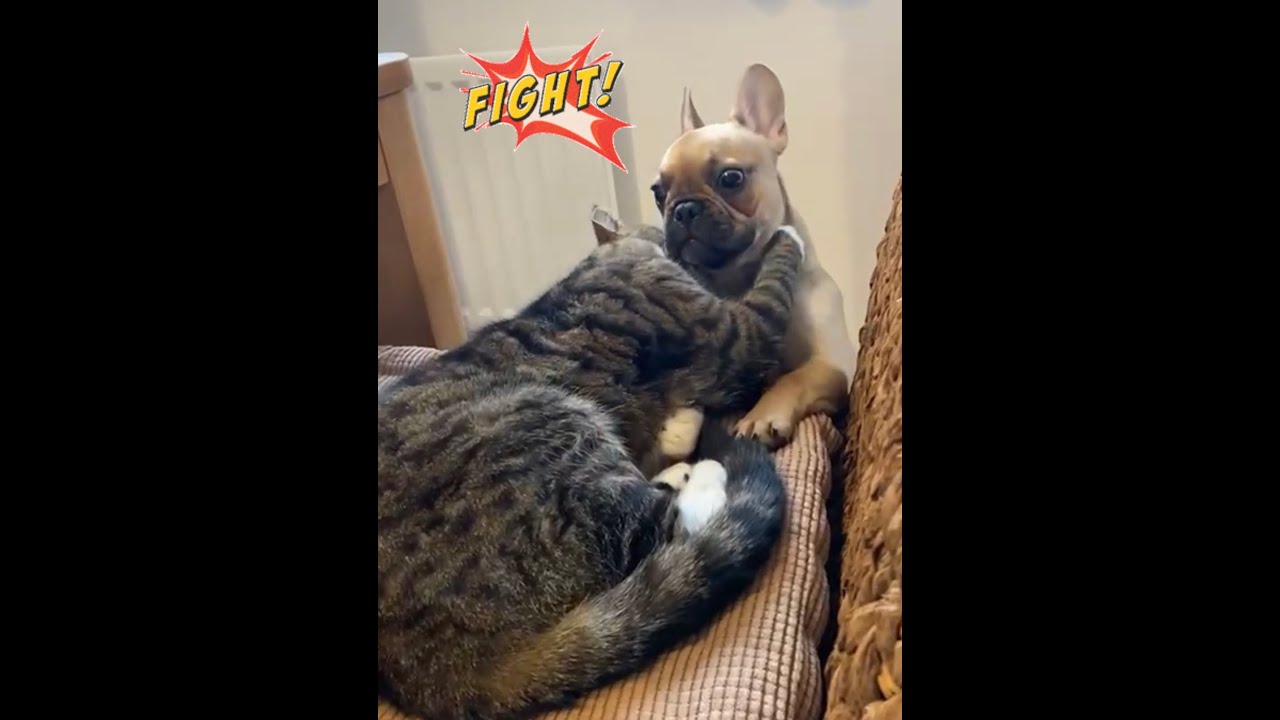 Epic Battle - French Bulldog vs Cat - Part 3 - YouTube
