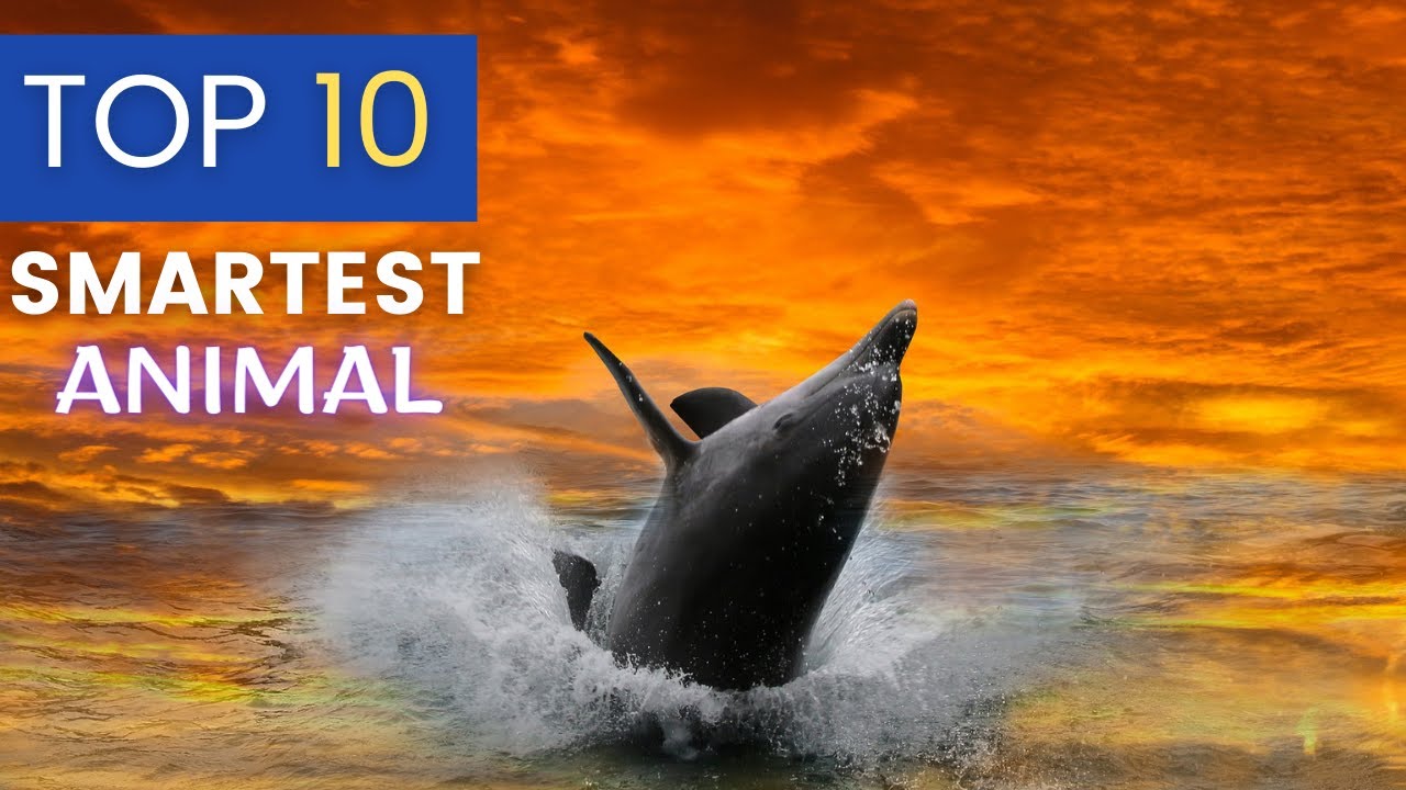 Top 10 Smartest Animals - YouTube