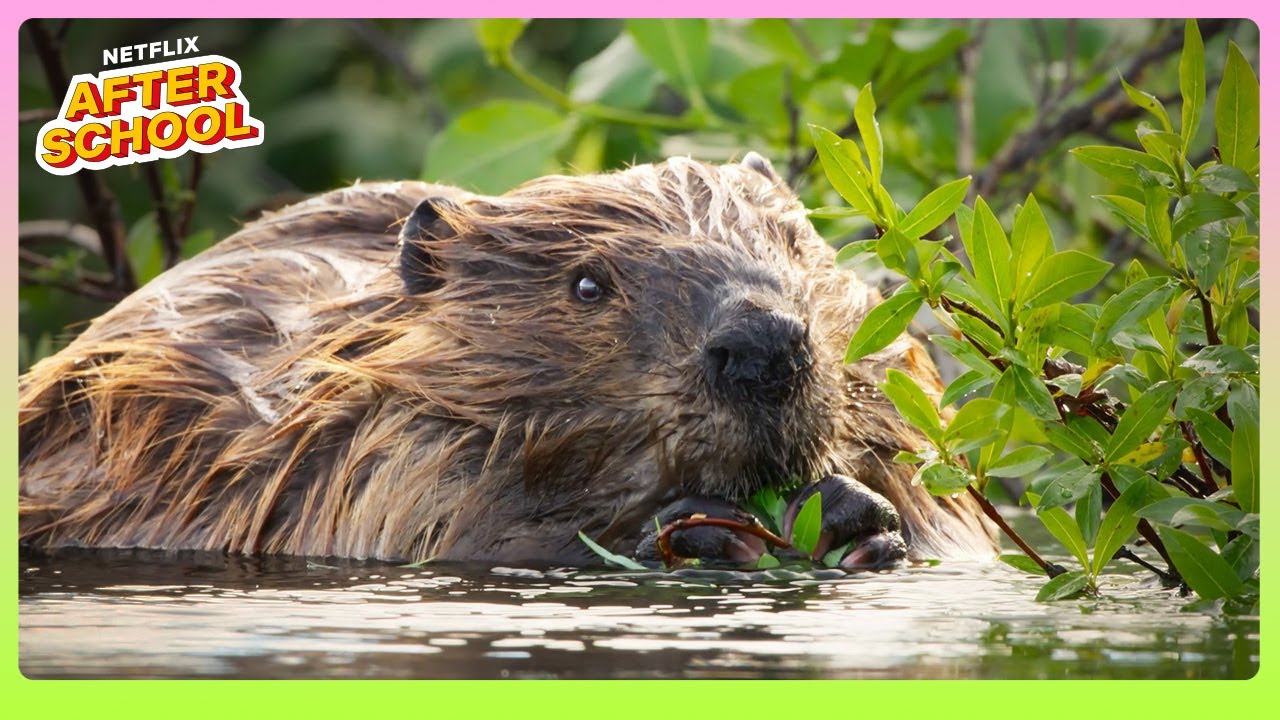 Nature’s Engineers: Busy Beavers at Work 🦫 Our Living World | Netflix ...