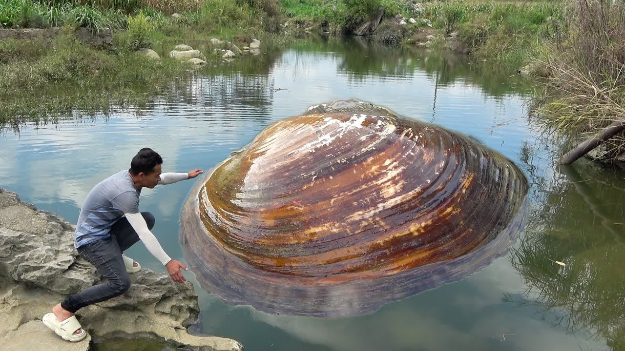 😱 The boy caught big clams in the river, and when he opened them, they ...