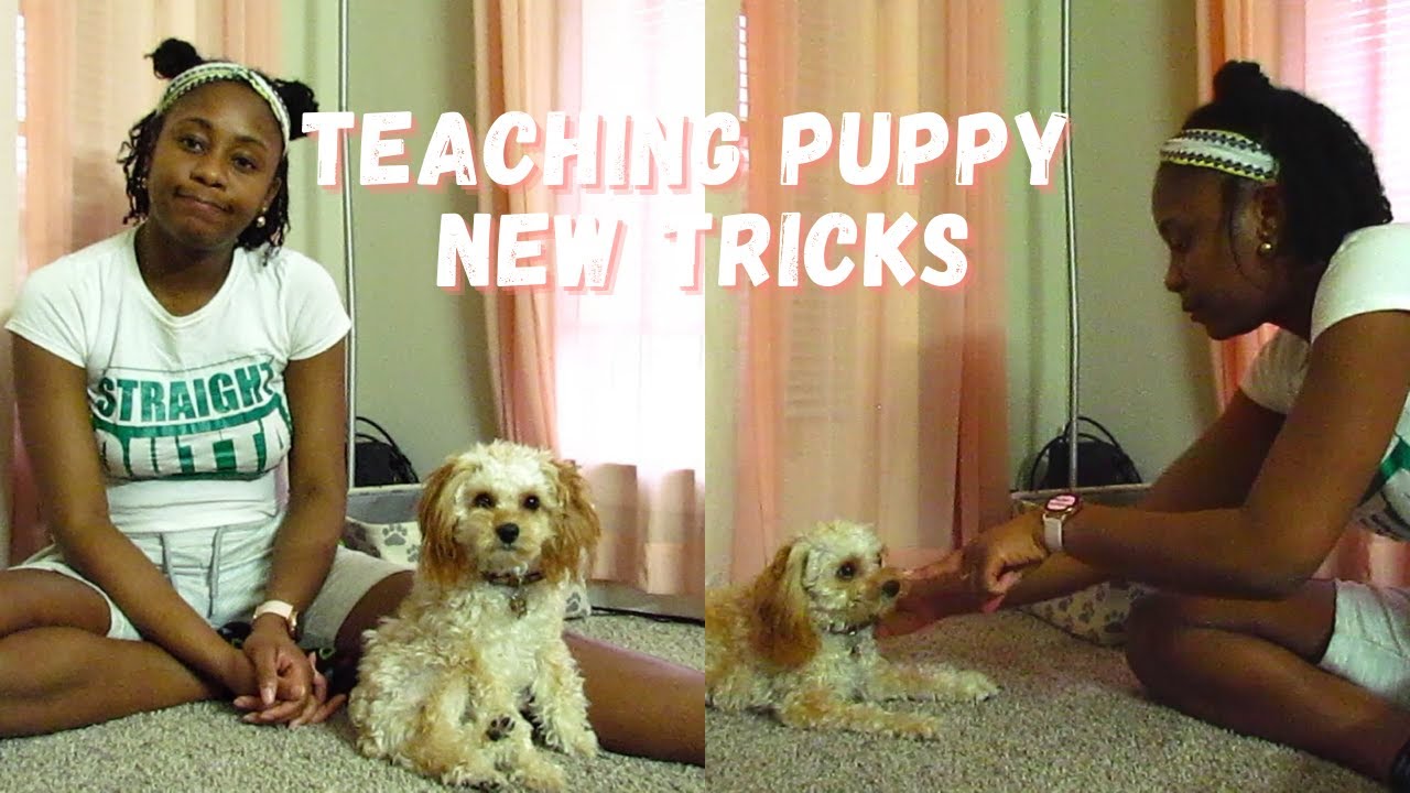 Teaching My Puppy New Tricks // She's Hilarious | Burna the Cavapoo - YouTube