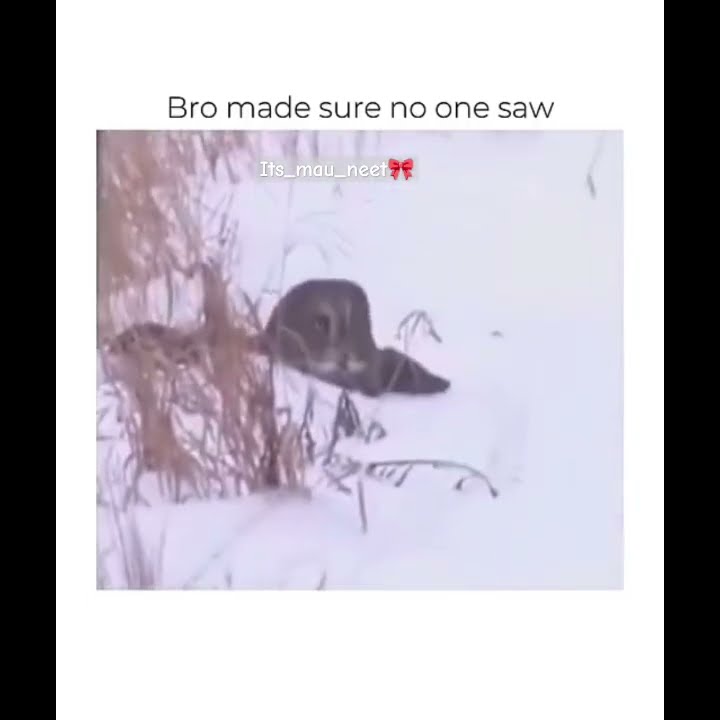 Owls be like #owl#animals#birds#cute#trending#shorts#fypシ゚#winter#song# ...