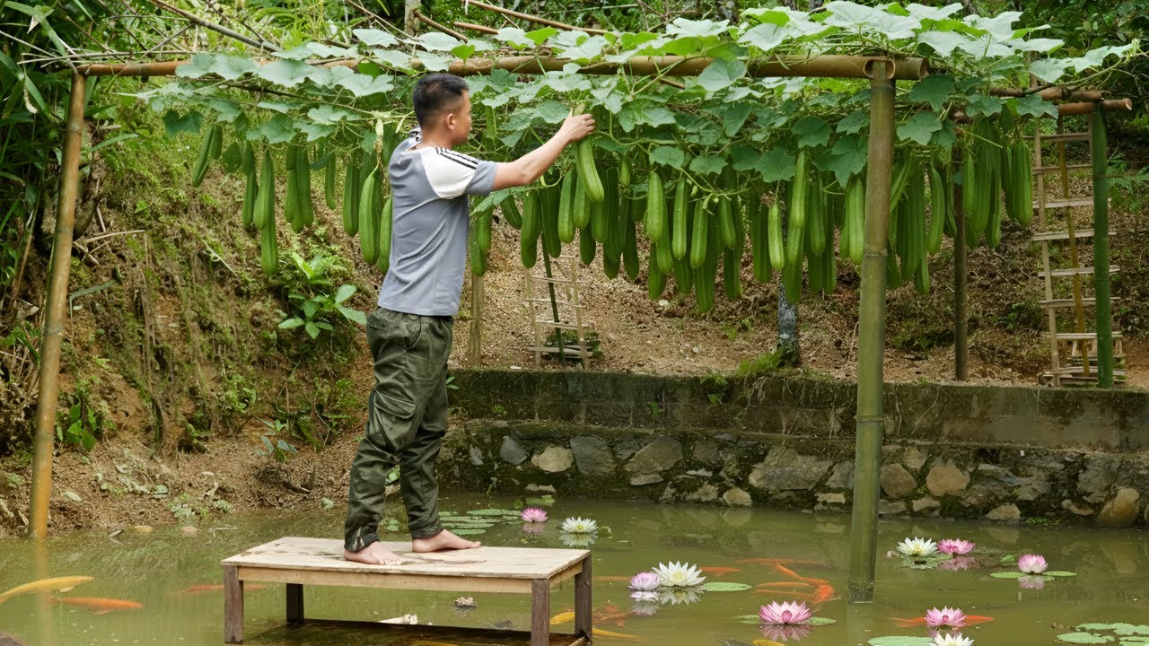 CEO Leaves the City: Building a Giant Luffa Trellis Filled with Fruit ...