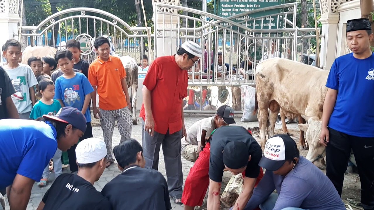 Pemotongan hewan quran masjid Assaàdah lebak bulus 2019(10) - YouTube