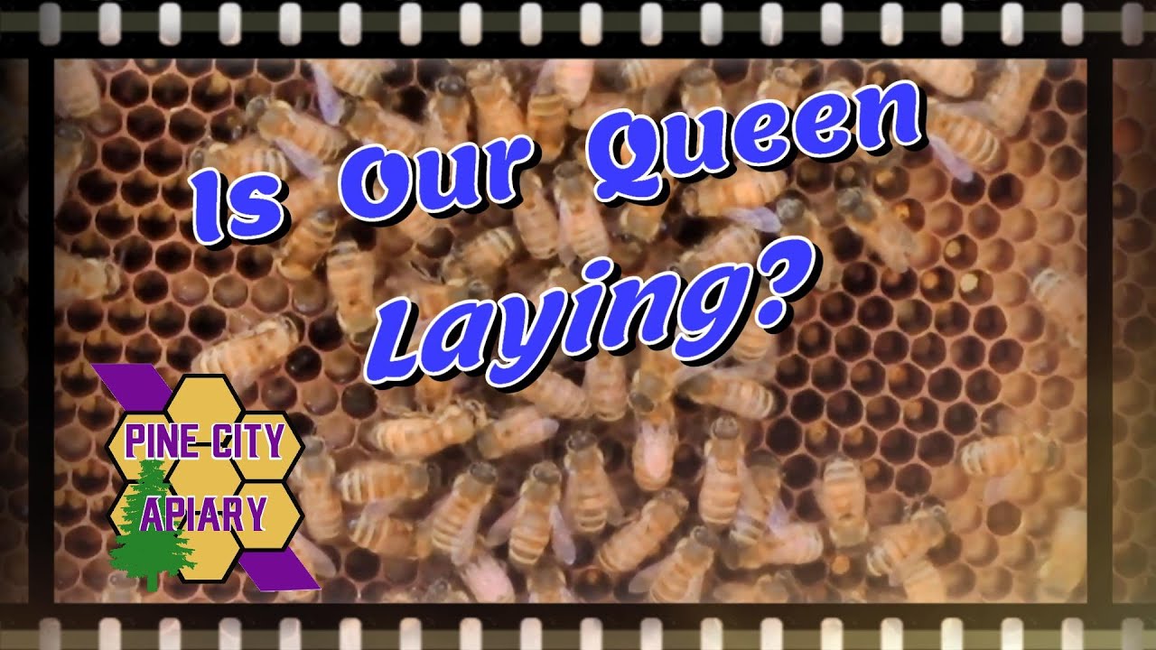 Is Our Queen Laying - YouTube