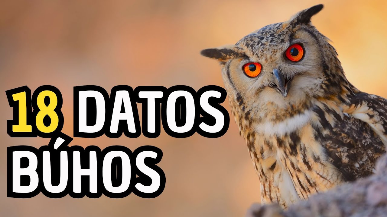 18 Datos Curiosos de los Búhos - ¿Sabías que tienen 3 párpados? - YouTube
