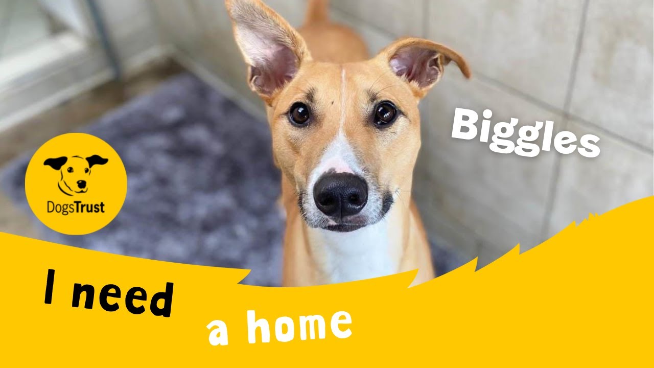 Biggles the brilliant Lurcher | Dogs Trust Shoreham - YouTube