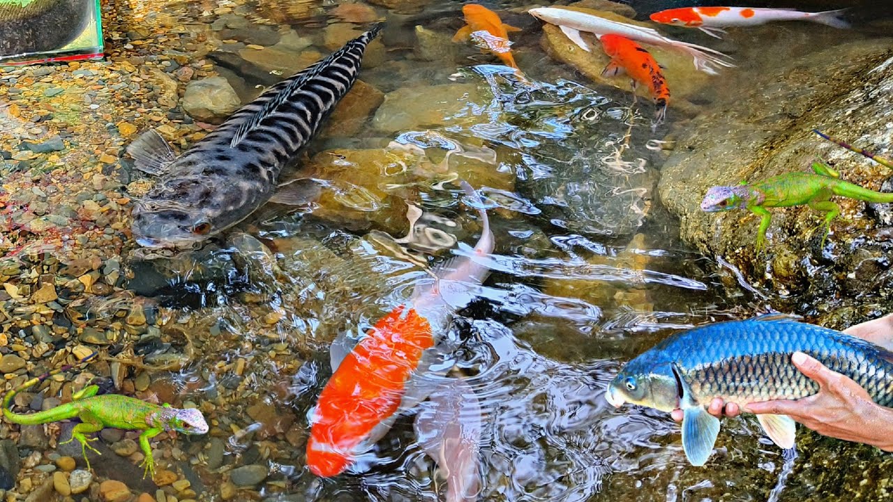Catching big toman fish in the river, catfish, ornamental fish, koi ...